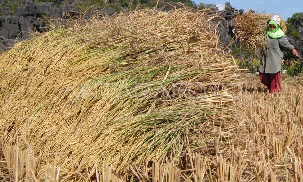 PANEN PADI | ANTARA Foto