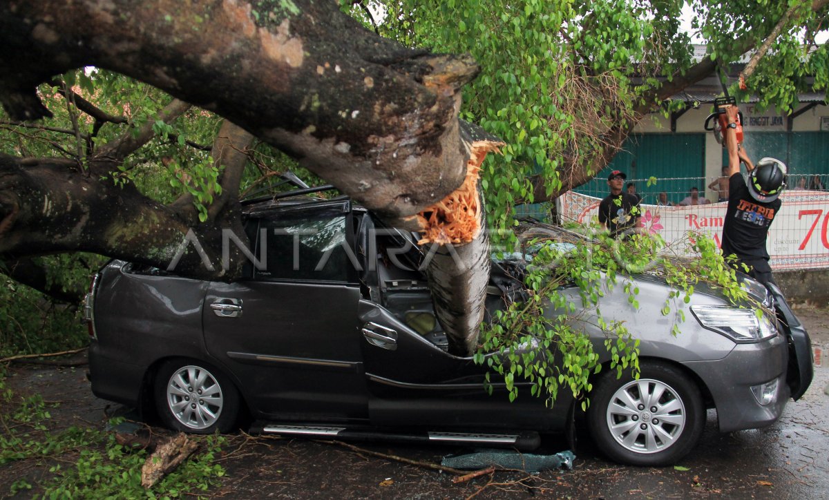 POHON TUMBANG TIMPA MOBIL | ANTARA Foto