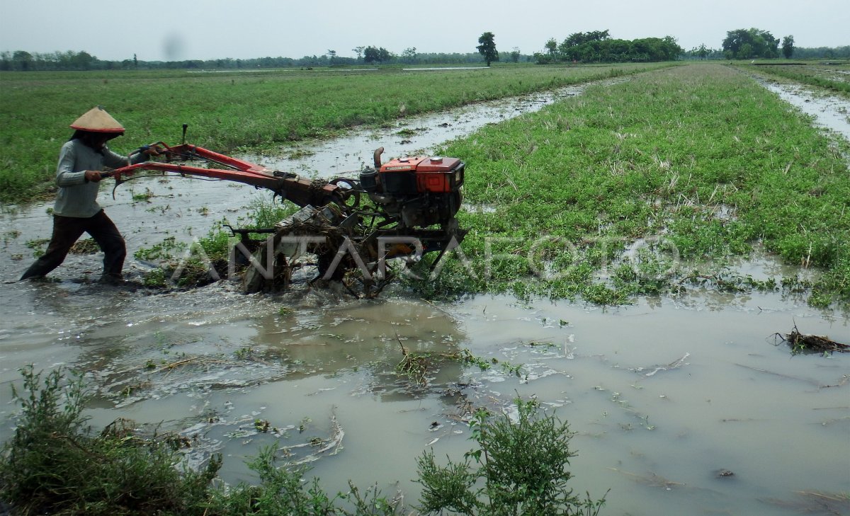 AWAL MUSIM TANAM PADI | ANTARA Foto