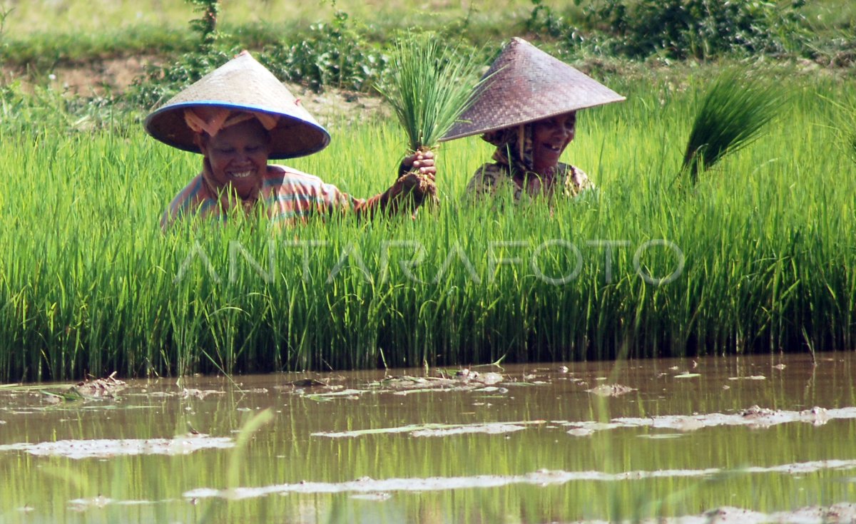 MUSIM TANAM PADI | ANTARA Foto