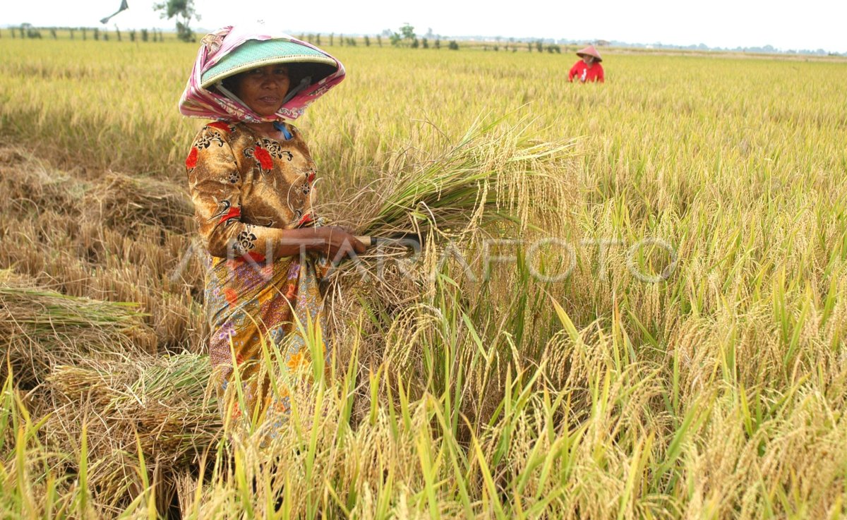 PANEN PADI | ANTARA Foto