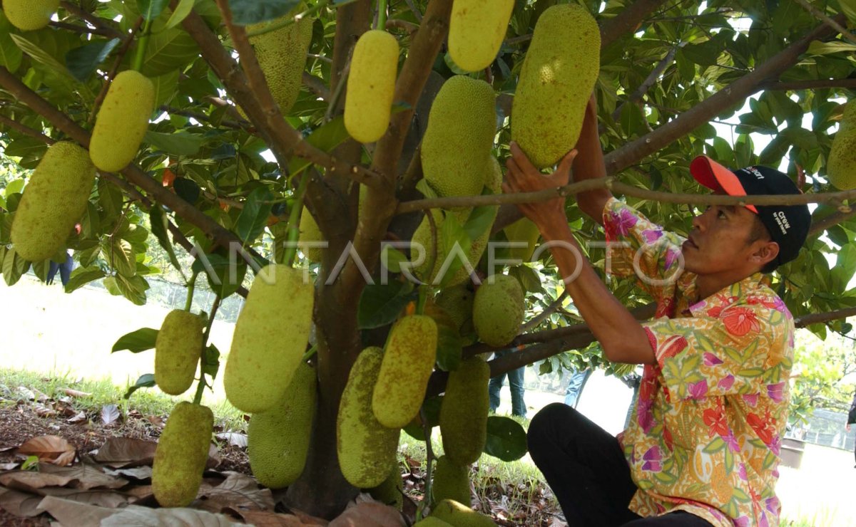 NANGKADAK | ANTARA Foto