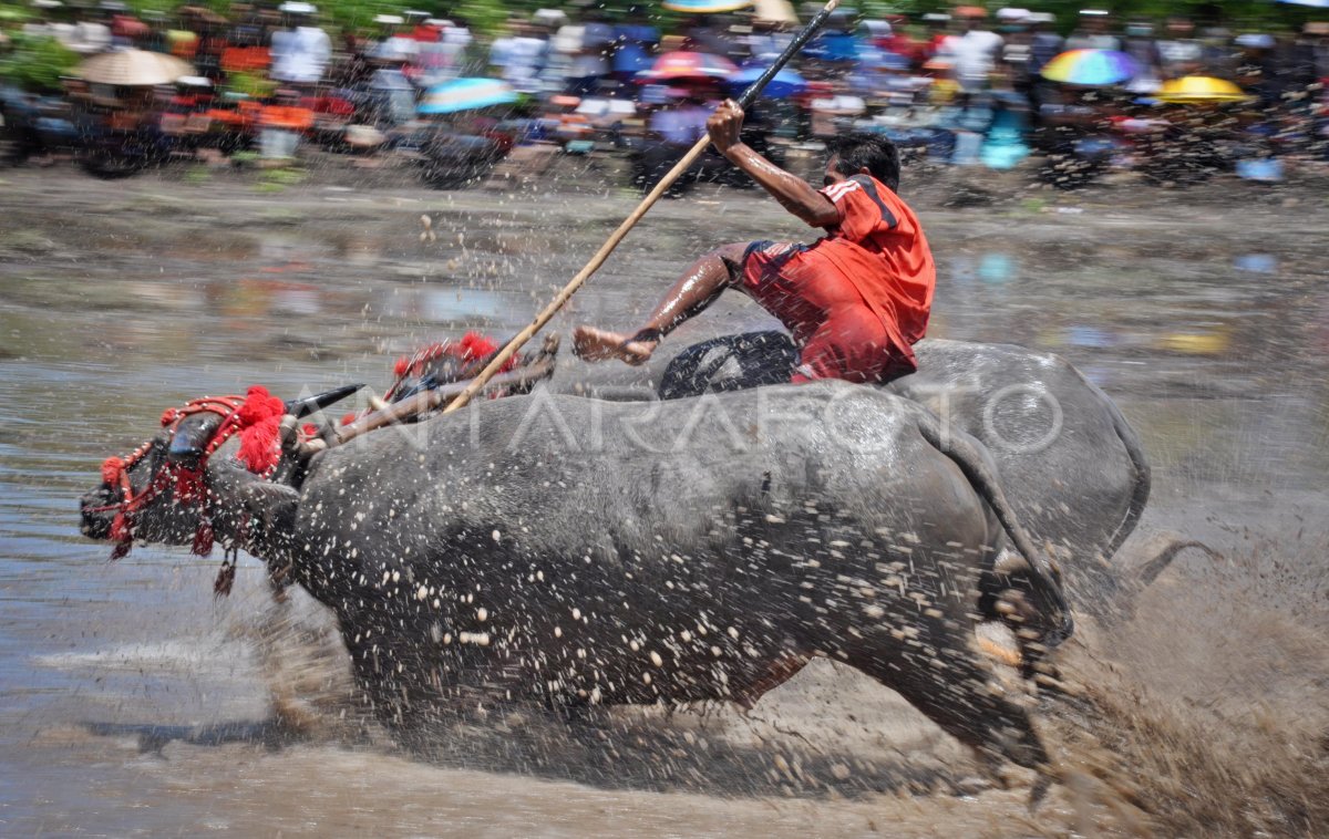 TRADISI BERAPAN KEBO | ANTARA Foto