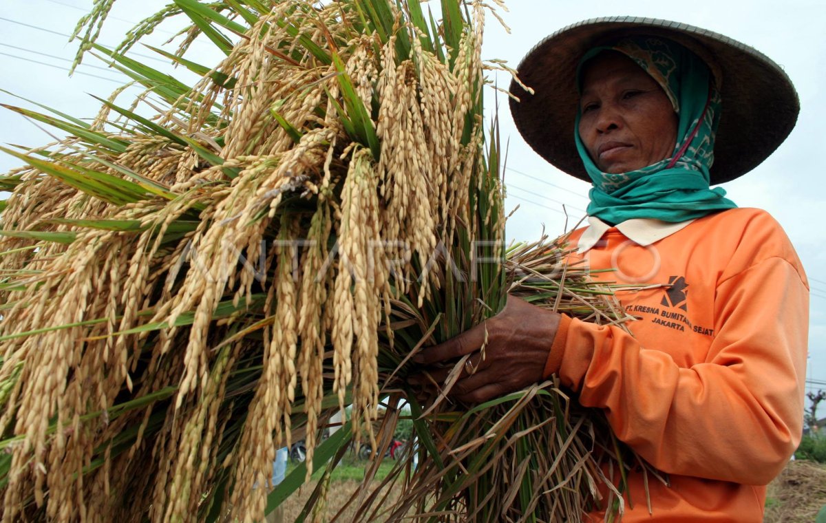 PANEN RAYA | ANTARA Foto