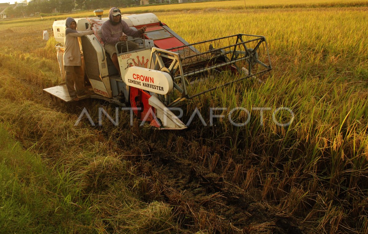 MESIN PANEN PADI | ANTARA Foto