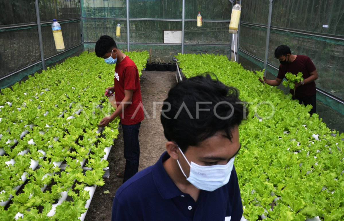 BUDI DAYA SAYURAN DENGAN SISTEM HIDROPONIK | ANTARA Foto