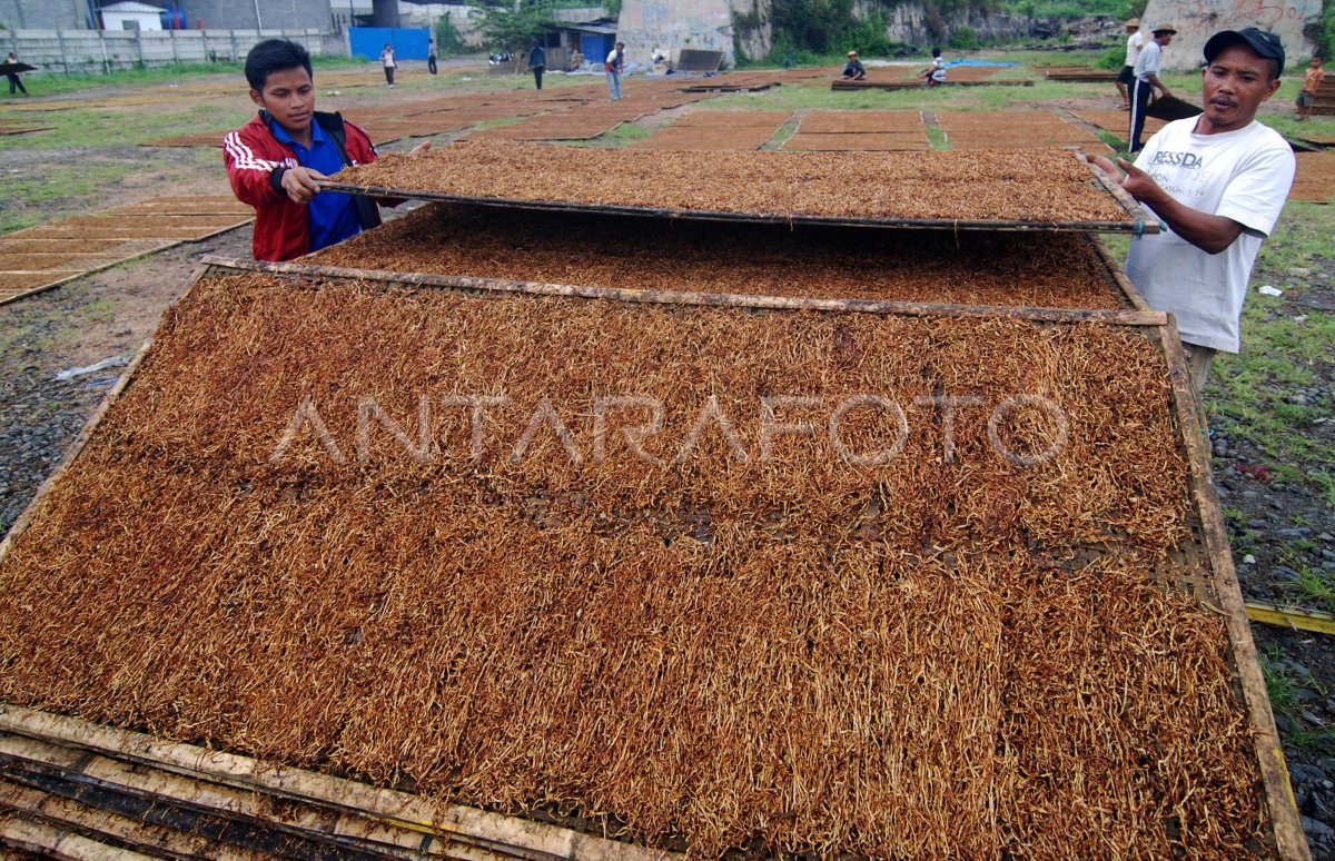 DANA BAGI HASIL CUKAI TEMBAKAU | ANTARA Foto