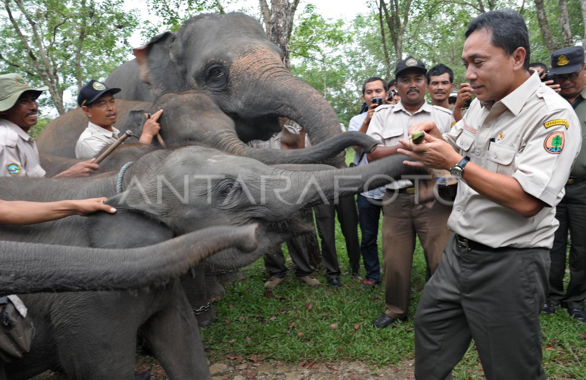 HUMAN ELEPHANT CONFLICT | ANTARA Foto