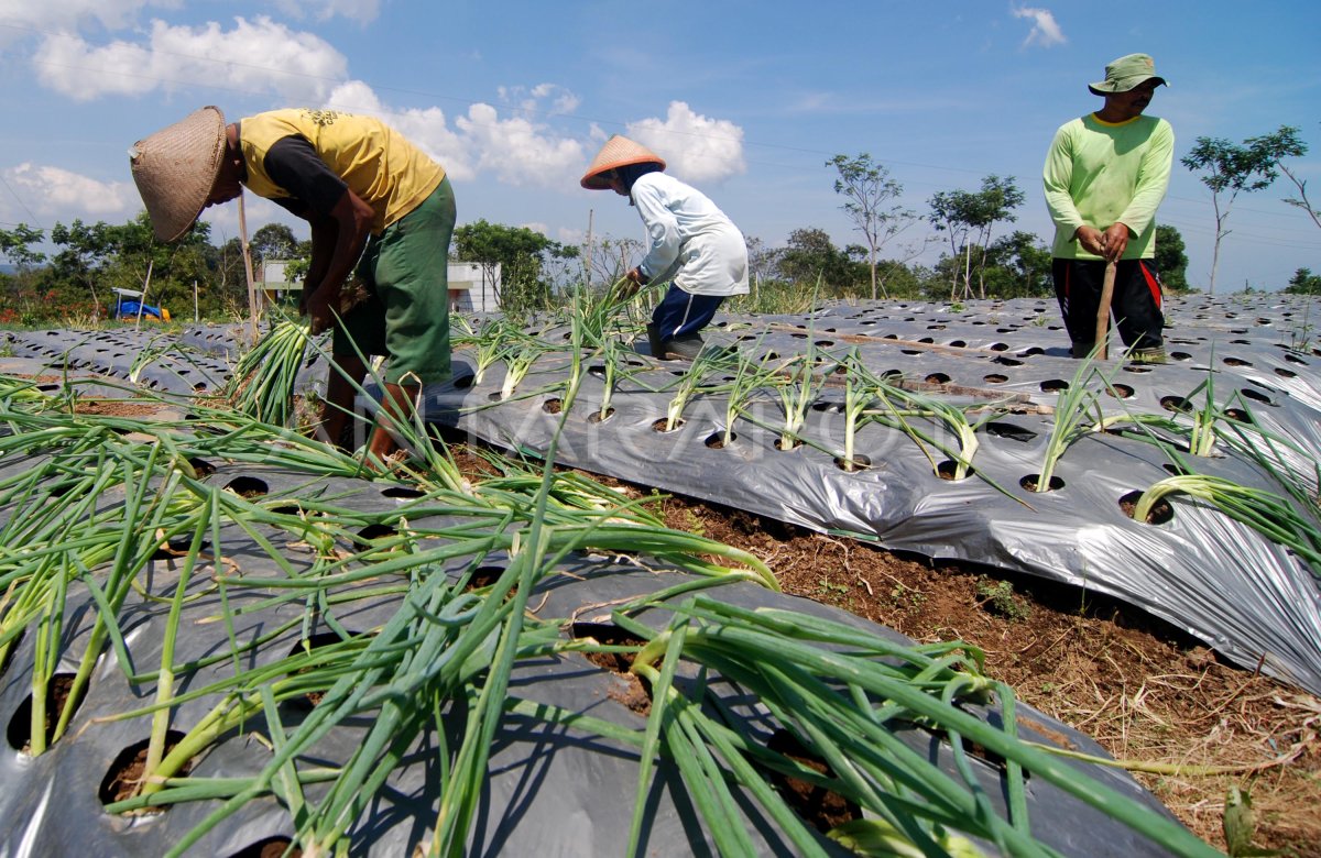 PENURUNAN TENAGA KERJA SEKTOR PERTANIAN | ANTARA Foto
