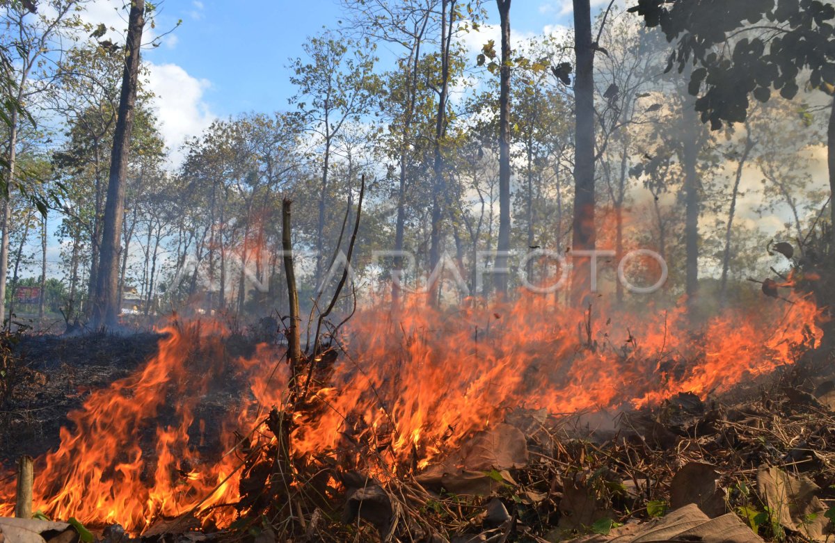 KEBAKARAN HUTAN | ANTARA Foto