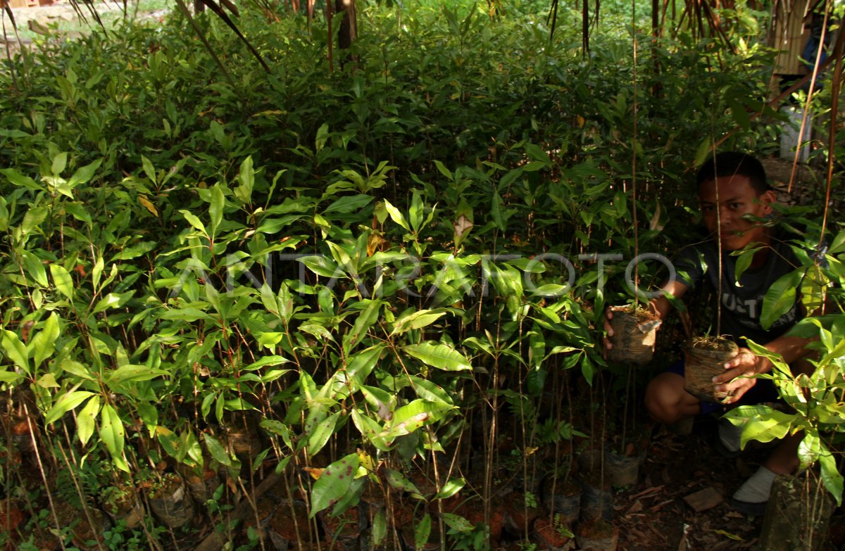 PEMBIBITAN TANAMAN CENGKEH | ANTARA Foto