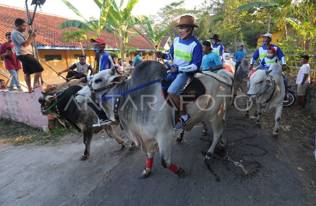 SILAHTURAHMI BREEDER CATTLE | ANTARA Foto
