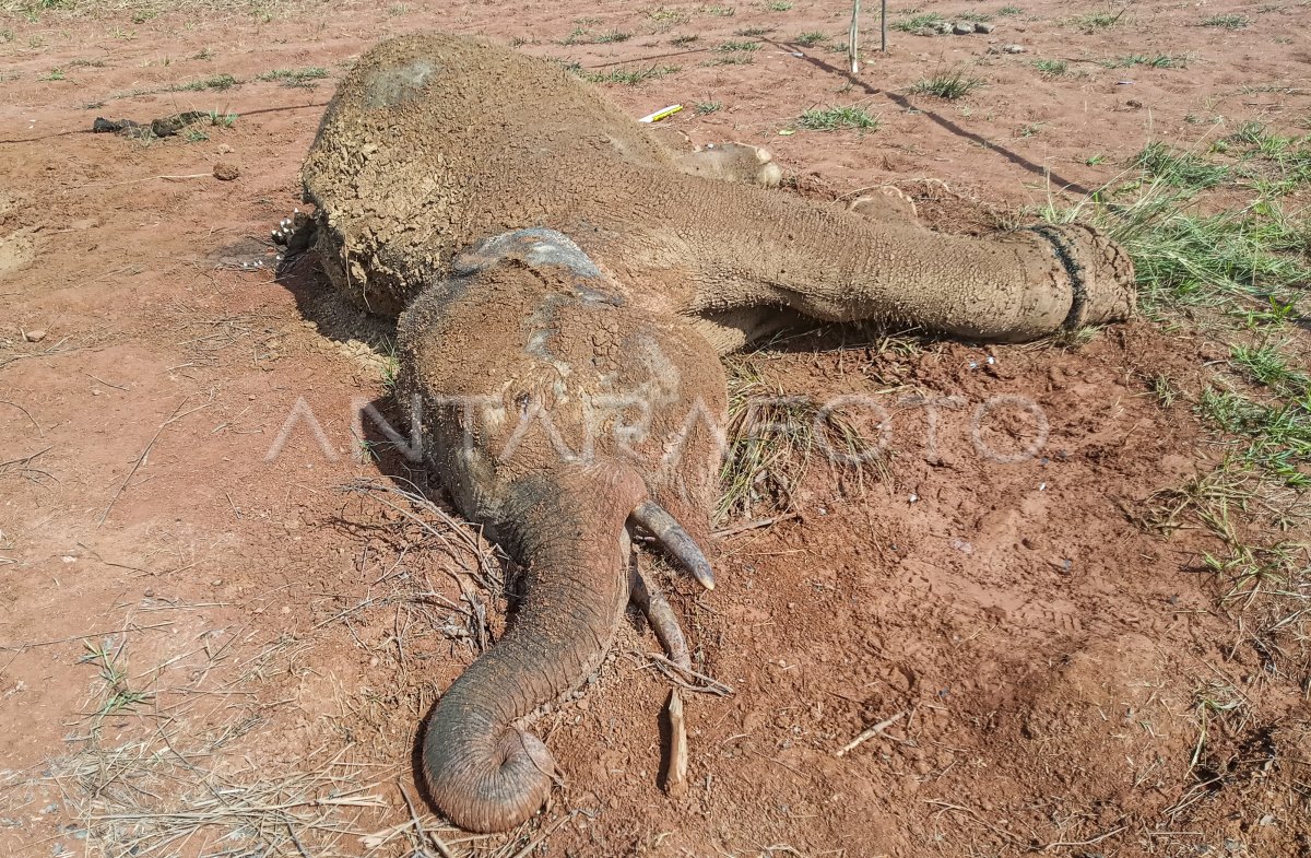 GAJAH SUMATERA MATI DI ACEH JAYA | ANTARA Foto