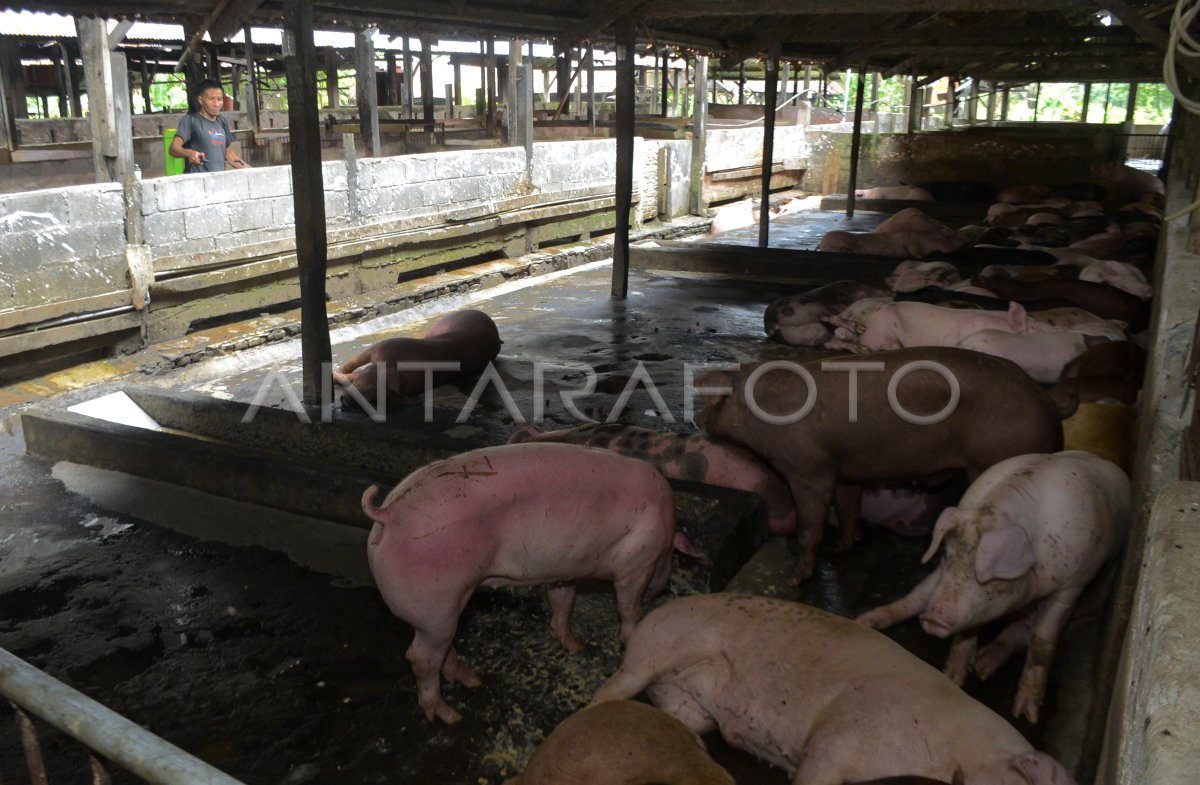 USF virus on pig cattle in Gowa | ANTARA Foto