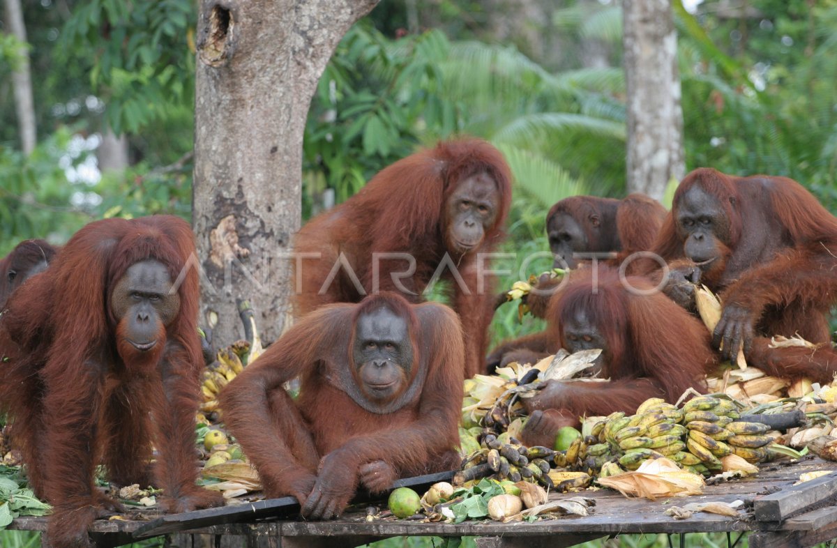 ORANGUTANS FOR THE ENVIRONMENT | ANTARA Foto