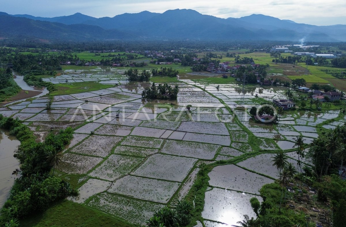Luas panen padi turun di Sumatera Barat | ANTARA Foto