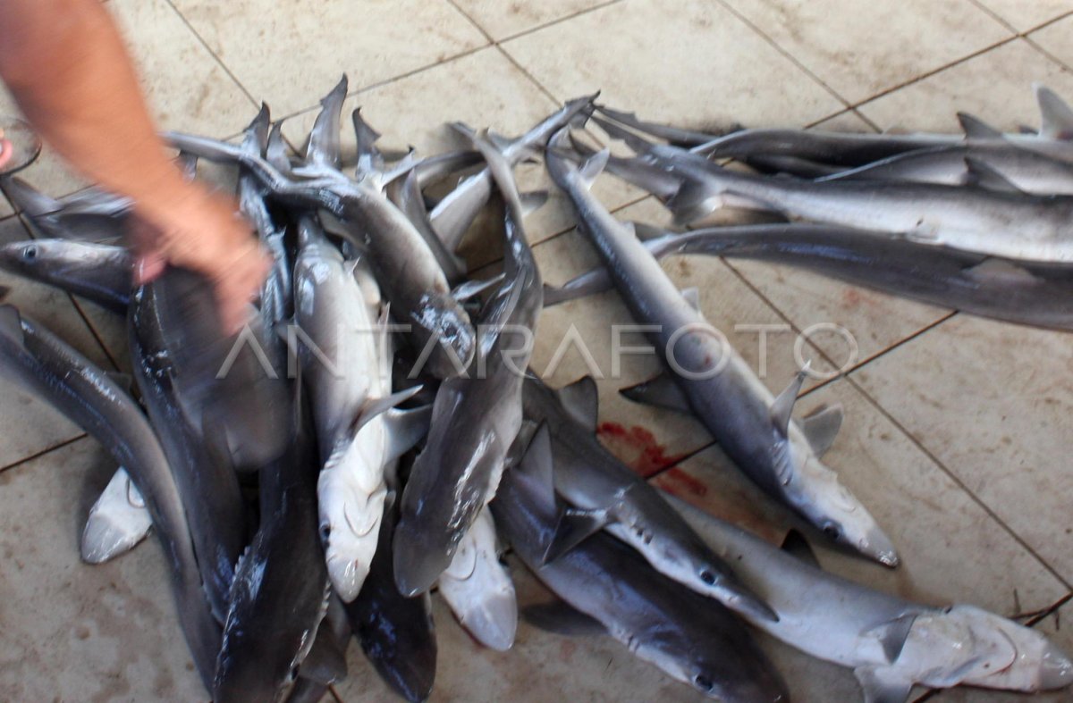 IKAN HIU | ANTARA Foto