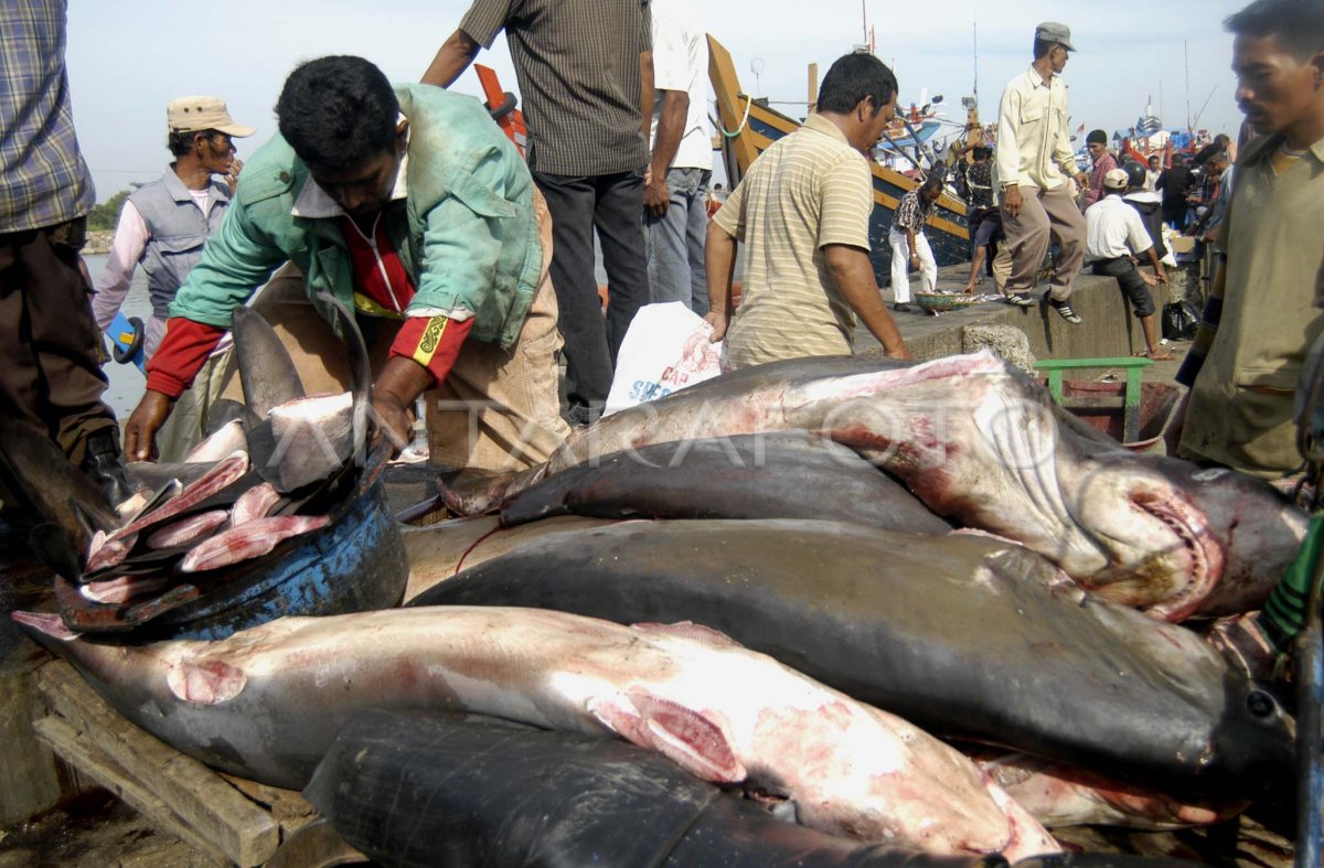 IKAN HIU | ANTARA Foto