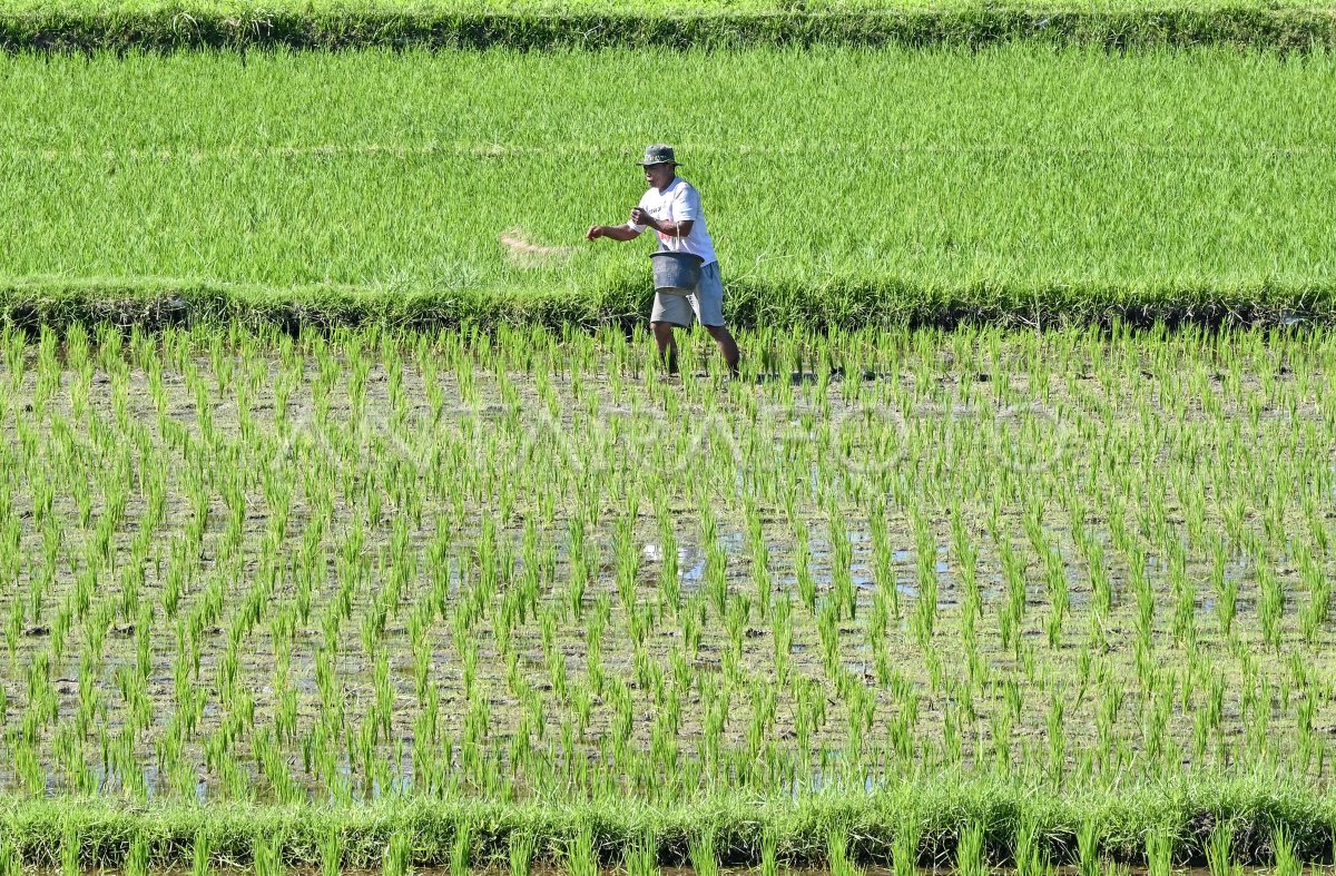 Produksi padi NTB pada Januari - Mei 2024 | ANTARA Foto Produksi padi NTB pada Januari - Mei 2024 | ANTARA Foto