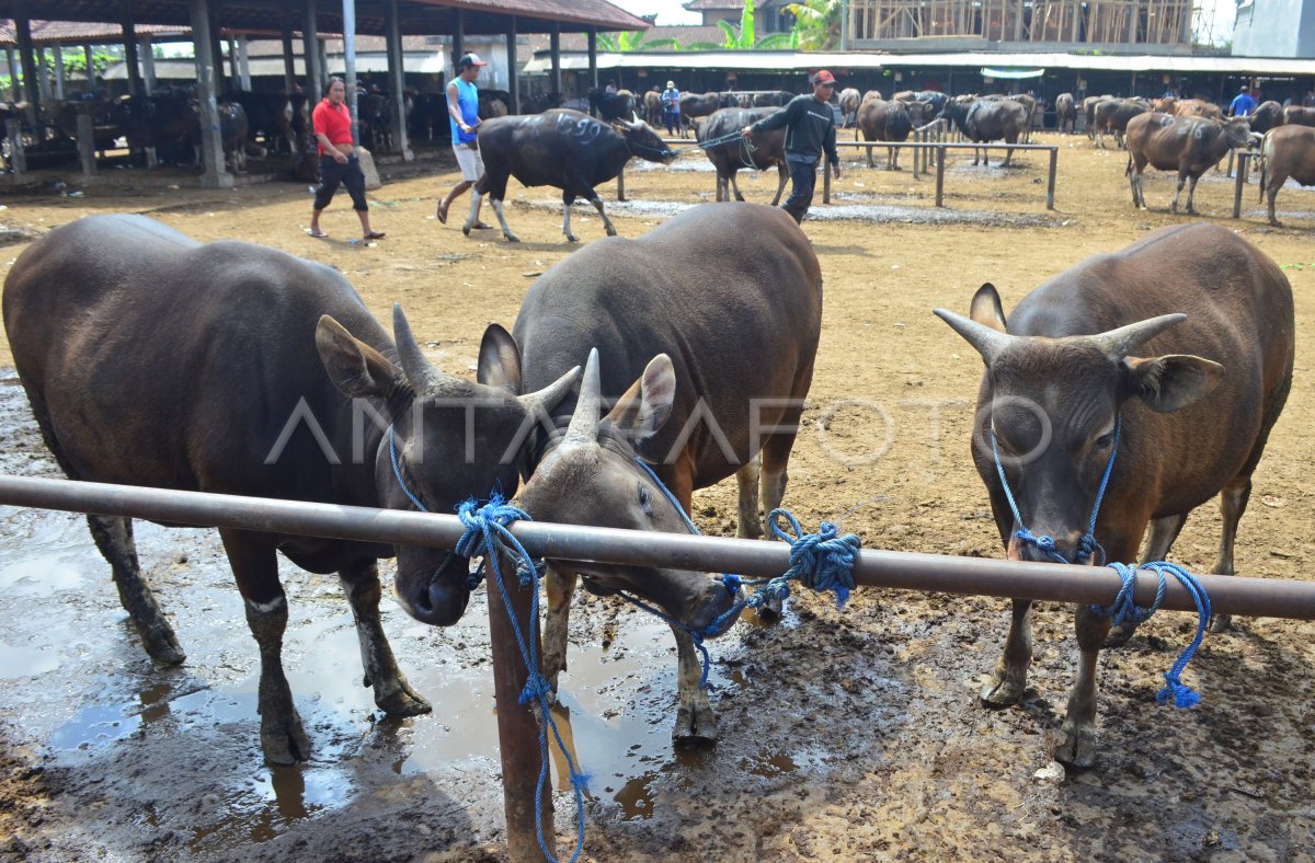 HARGA SAPI JELANG IDUL ADHA | ANTARA Foto