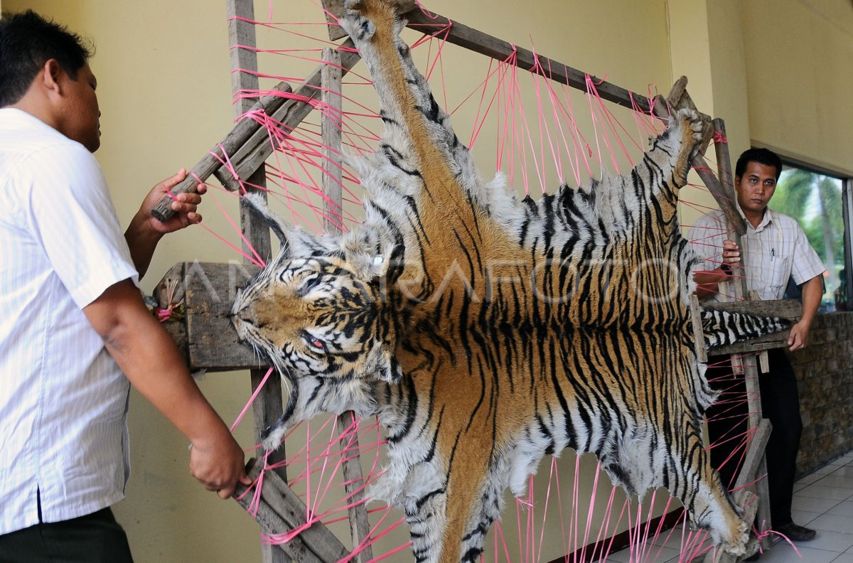 PERDAGANGAN SATWA DILINDUNGI | ANTARA Foto