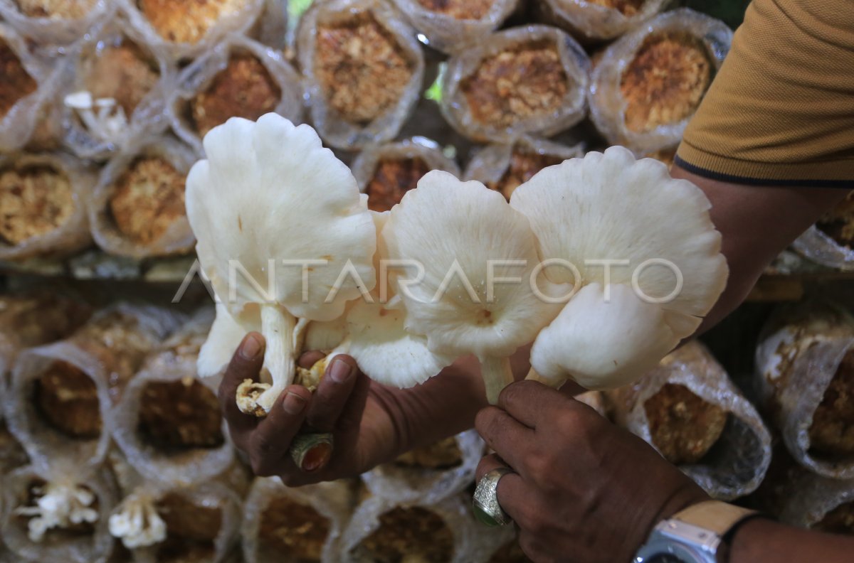 Budidaya jamur tiram di Aceh Barat | ANTARA Foto