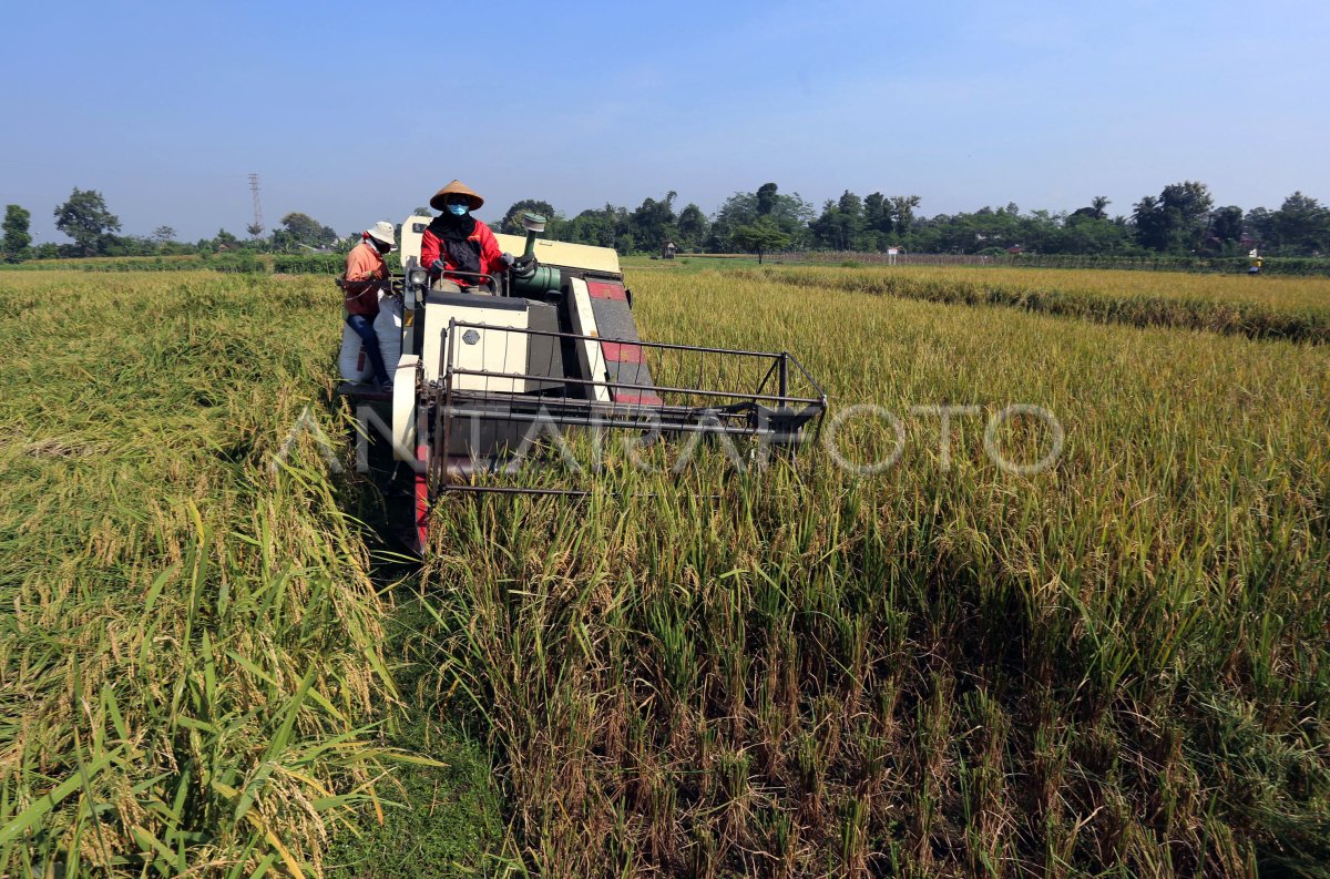 PANEN PADI AWAL 2016 MENINGKAT | ANTARA Foto