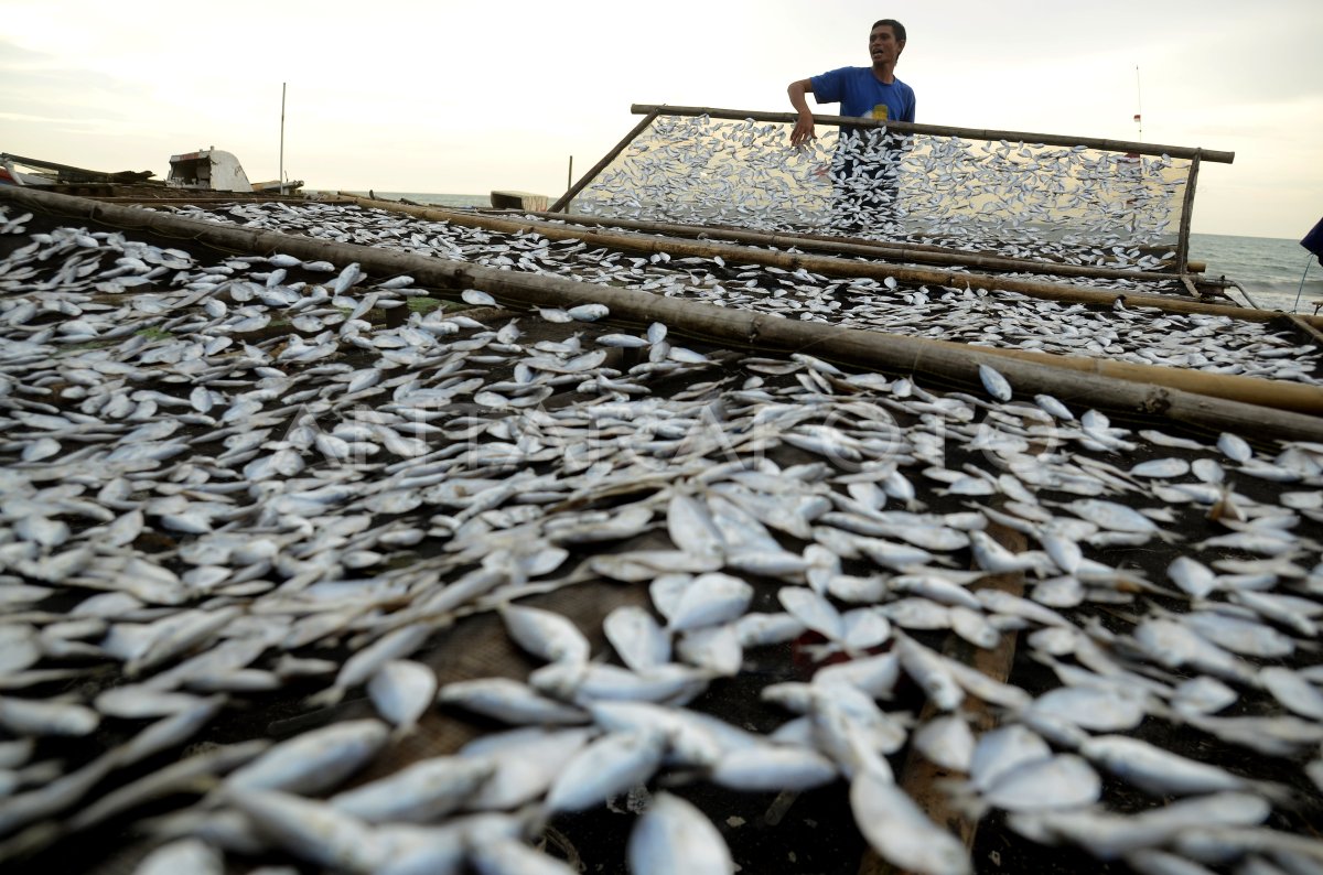 PRODUKSI IKAN ASIN | ANTARA Foto