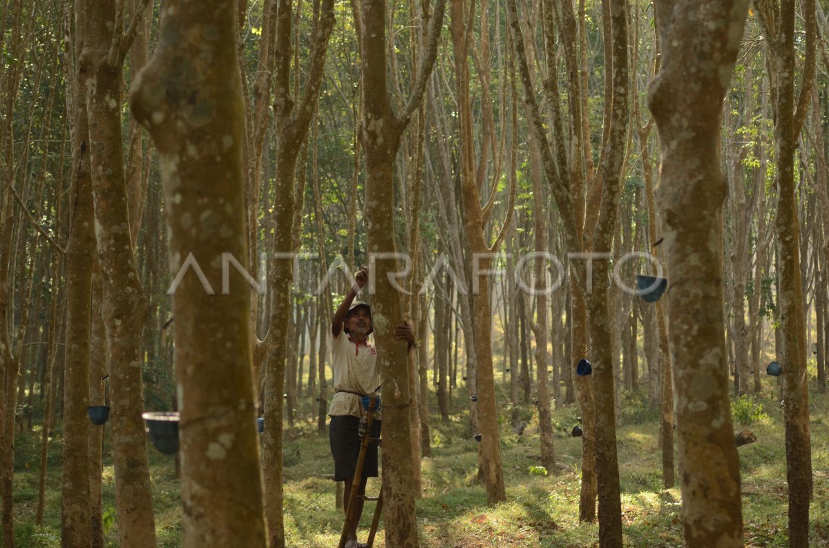 PRODUKSI GETAH KARET MENURUN | ANTARA Foto