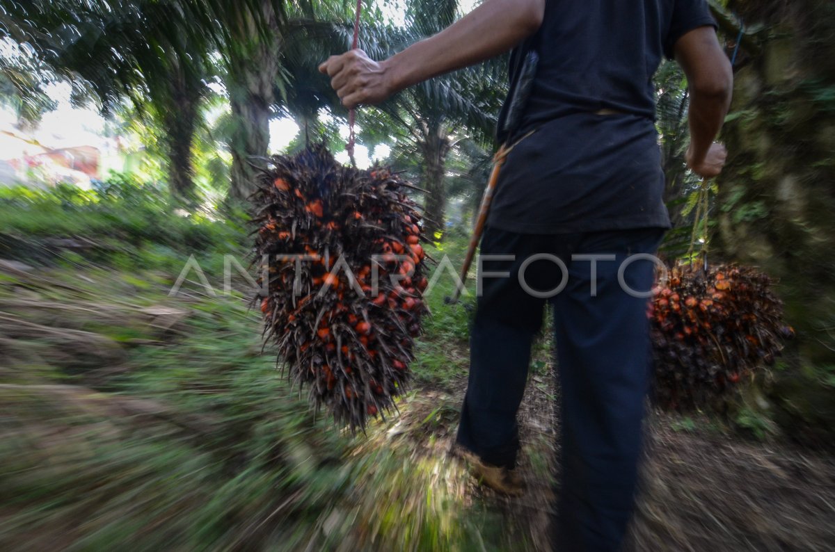 PANEN KELAPA SAWIT | ANTARA Foto