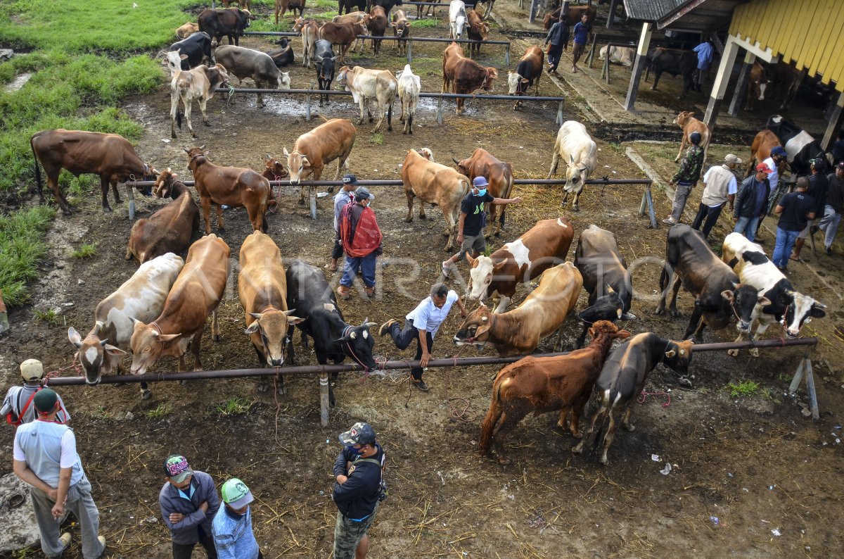 CATTLE DEVELOPMENT | ANTARA Foto