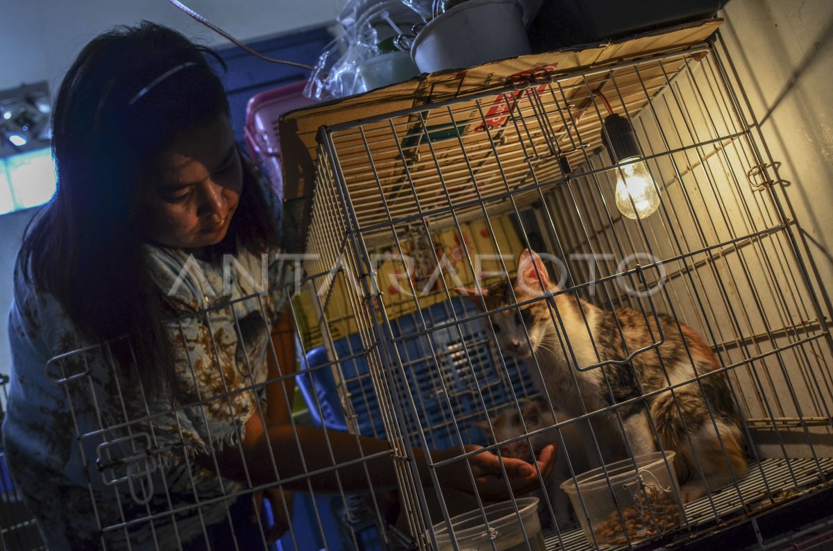 PENAMPUNGAN KUCING LIAR | ANTARA Foto