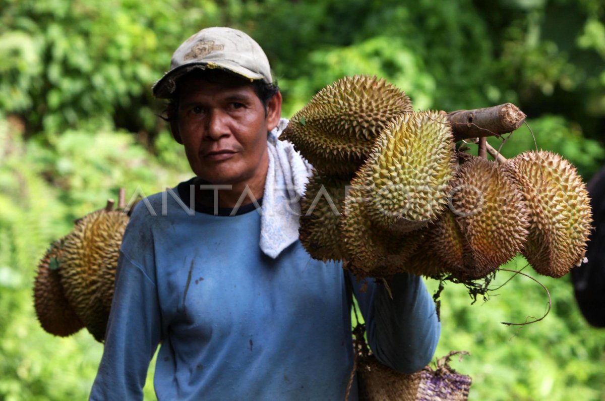 PANEN DURIAN | ANTARA Foto