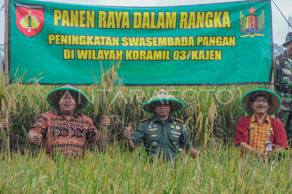 PANEN RAYA PADI SAAT MUSIM HUJAN | ANTARA Foto