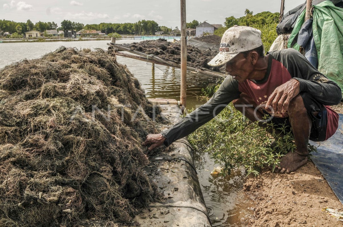 Rencana pengembangan rumput laut sebagai pupuk | ANTARA Foto