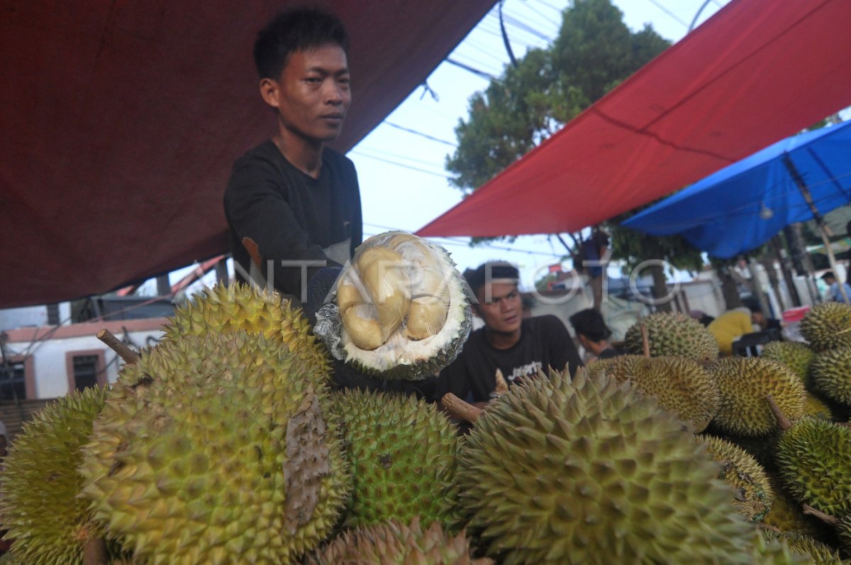 The durian season in Bengkulu | ANTARA Foto