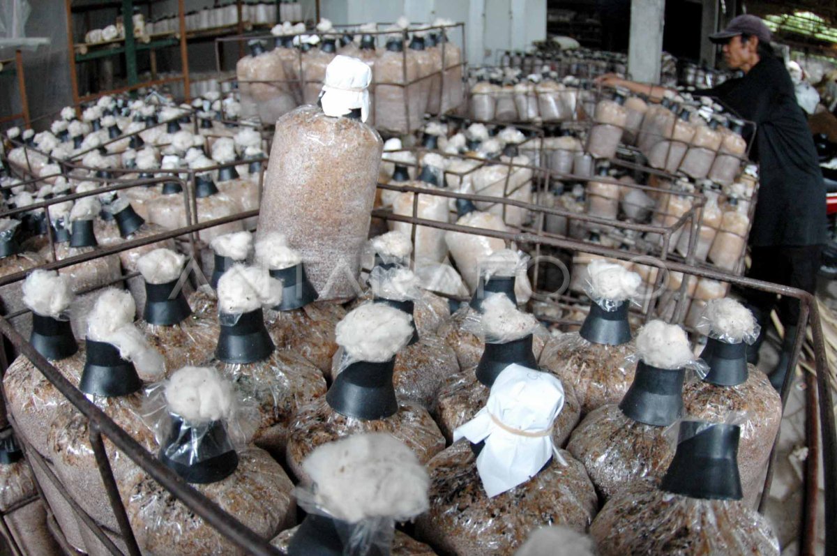 BUDIDAYA JAMUR | ANTARA Foto