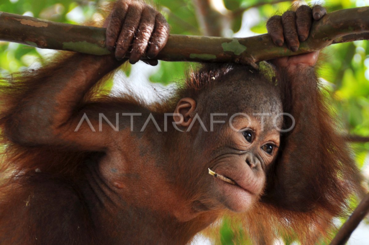 REHABILITASI ORANGUTAN | ANTARA Foto