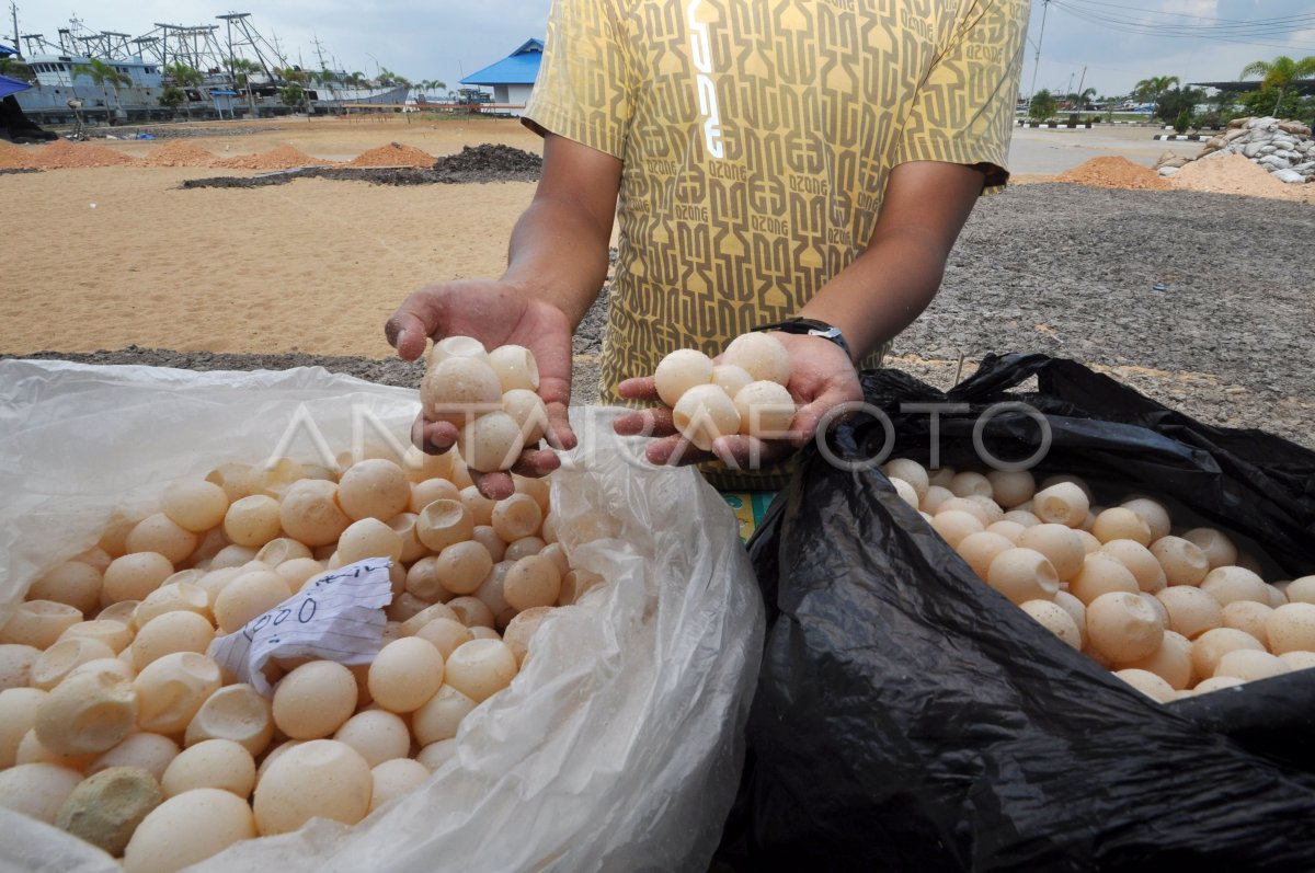PENYELUNDUPAN TELUR PENYU | ANTARA Foto