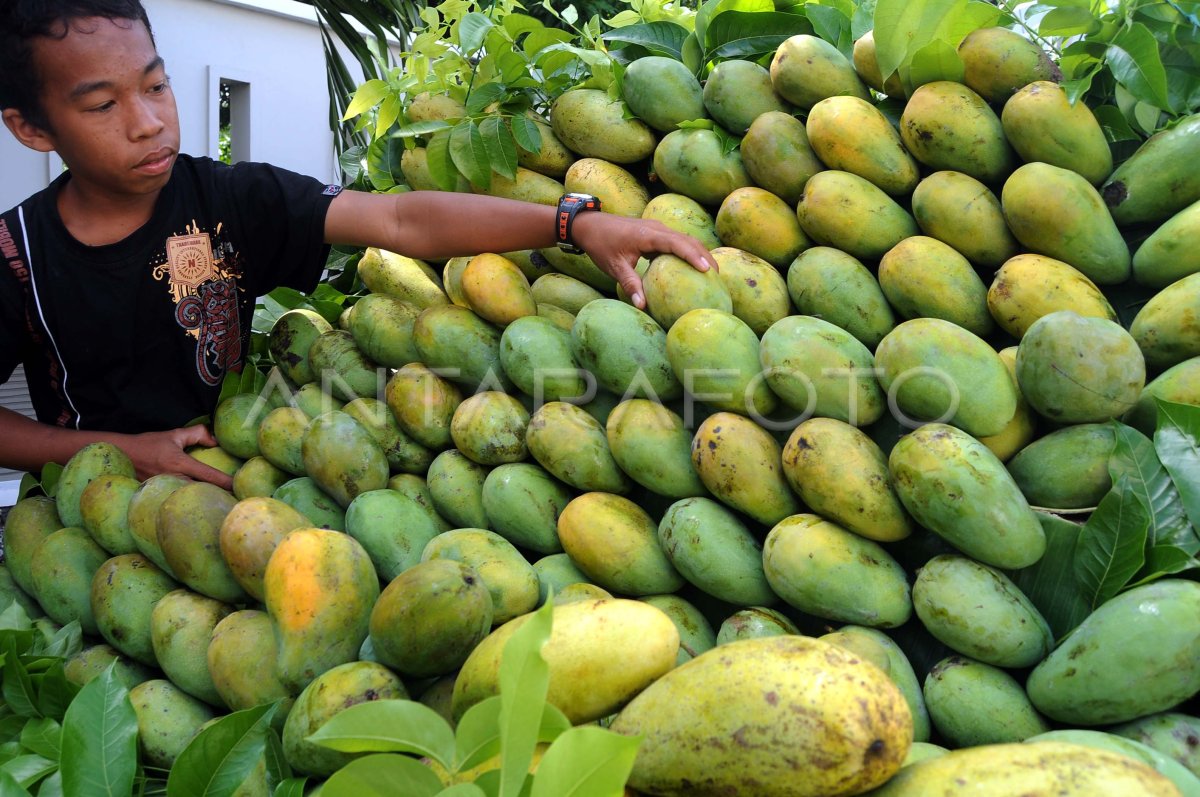 MANGGA HARUM MANIS | ANTARA Foto