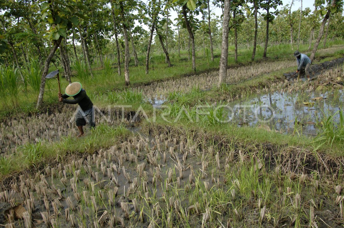 TANAM PADI DI HUTAN | ANTARA Foto