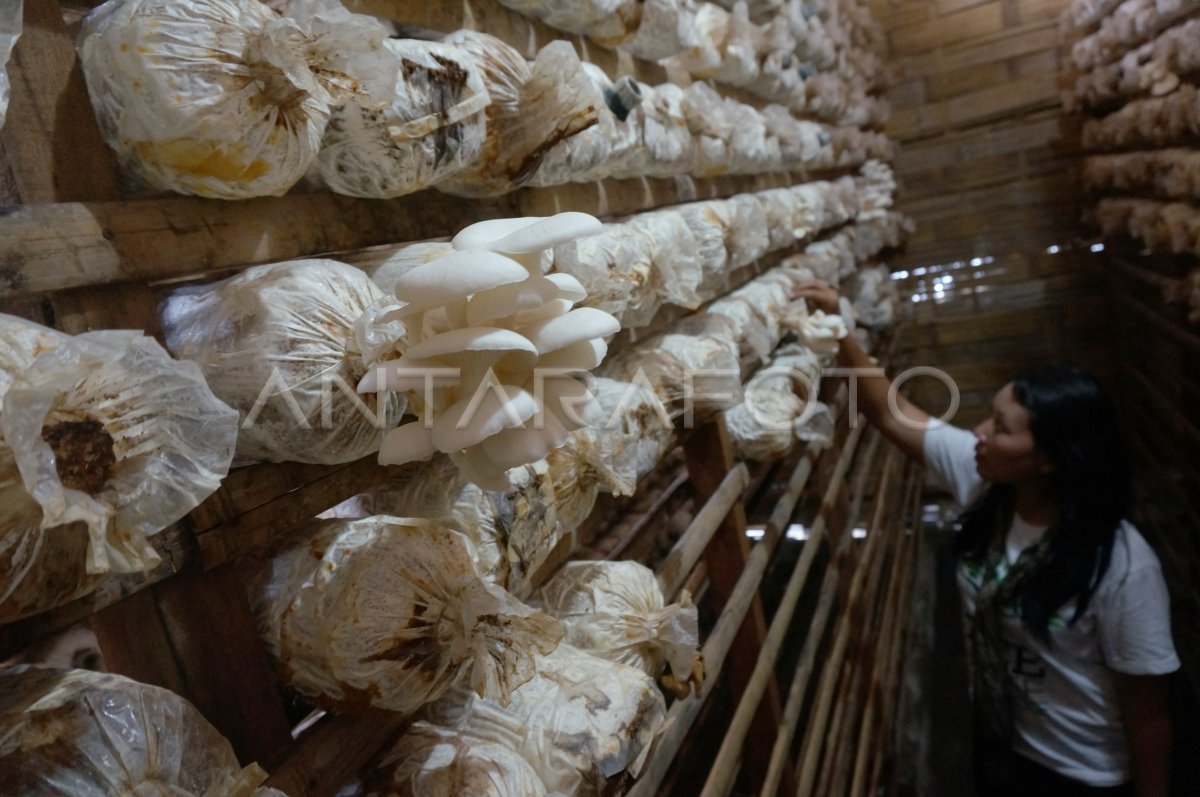 BUDIDAYA JAMUR TIRAM | ANTARA Foto