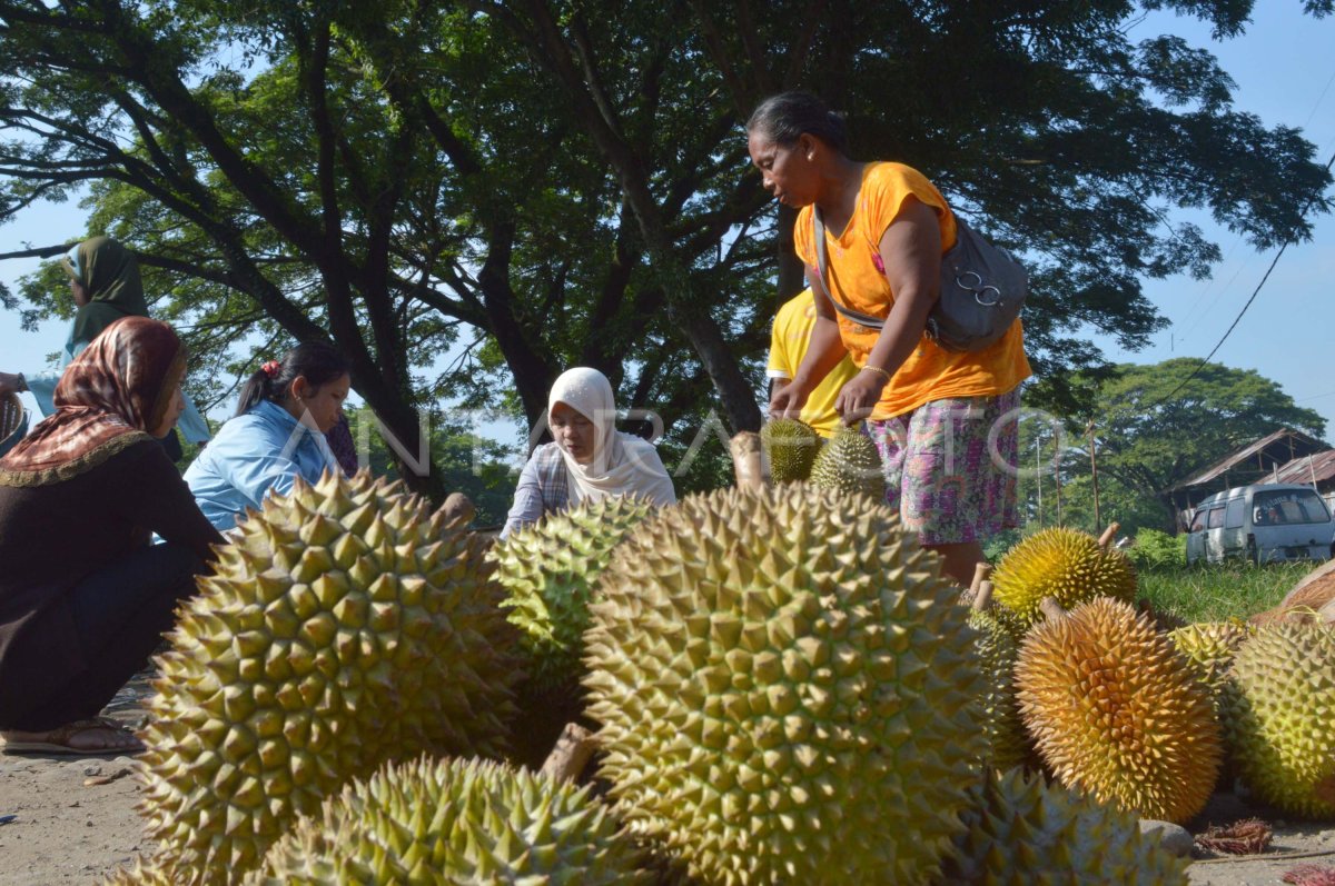 MUSIM DURIAN LOKAL | ANTARA Foto