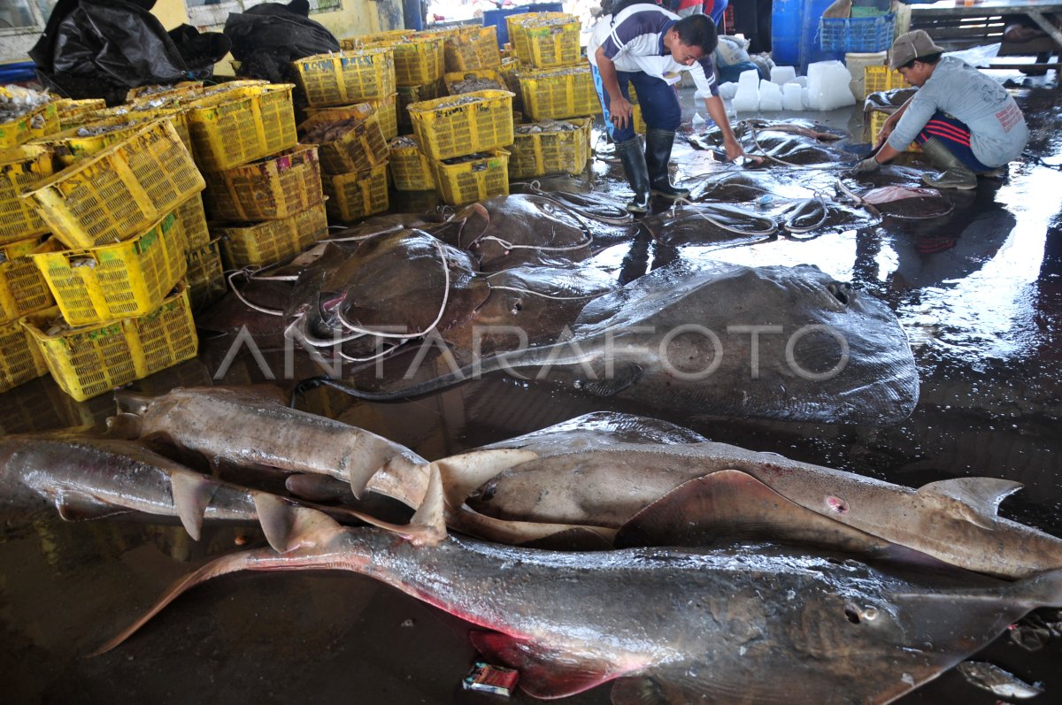 IKAN HIU | ANTARA Foto