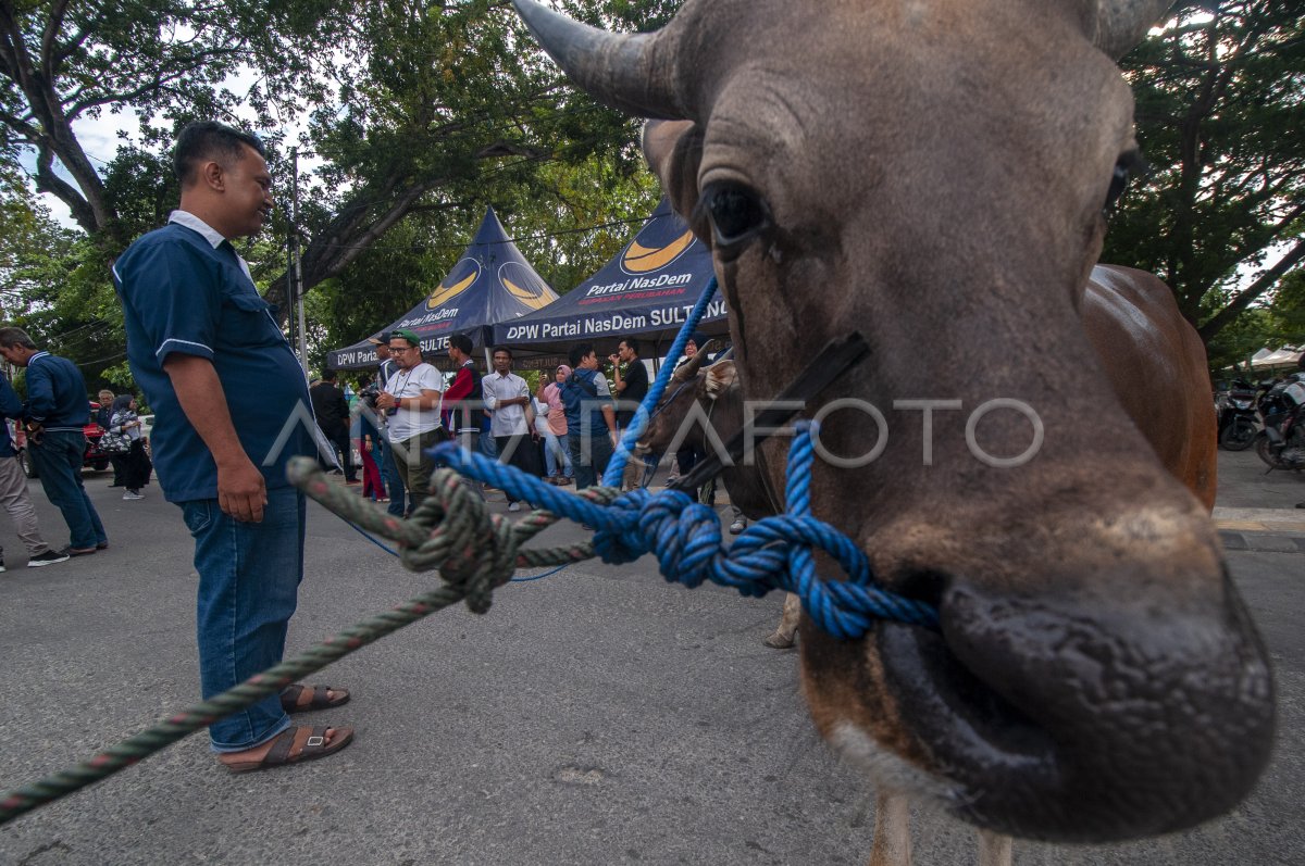 HELP OF SACRIFICIAL CATTLE FOR DISASTER VICTIMS | ANTARA Foto