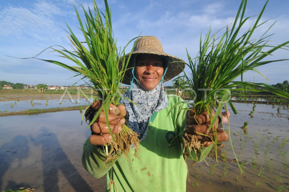 MEMASUKI MUSIM TANAM PADI | ANTARA Foto