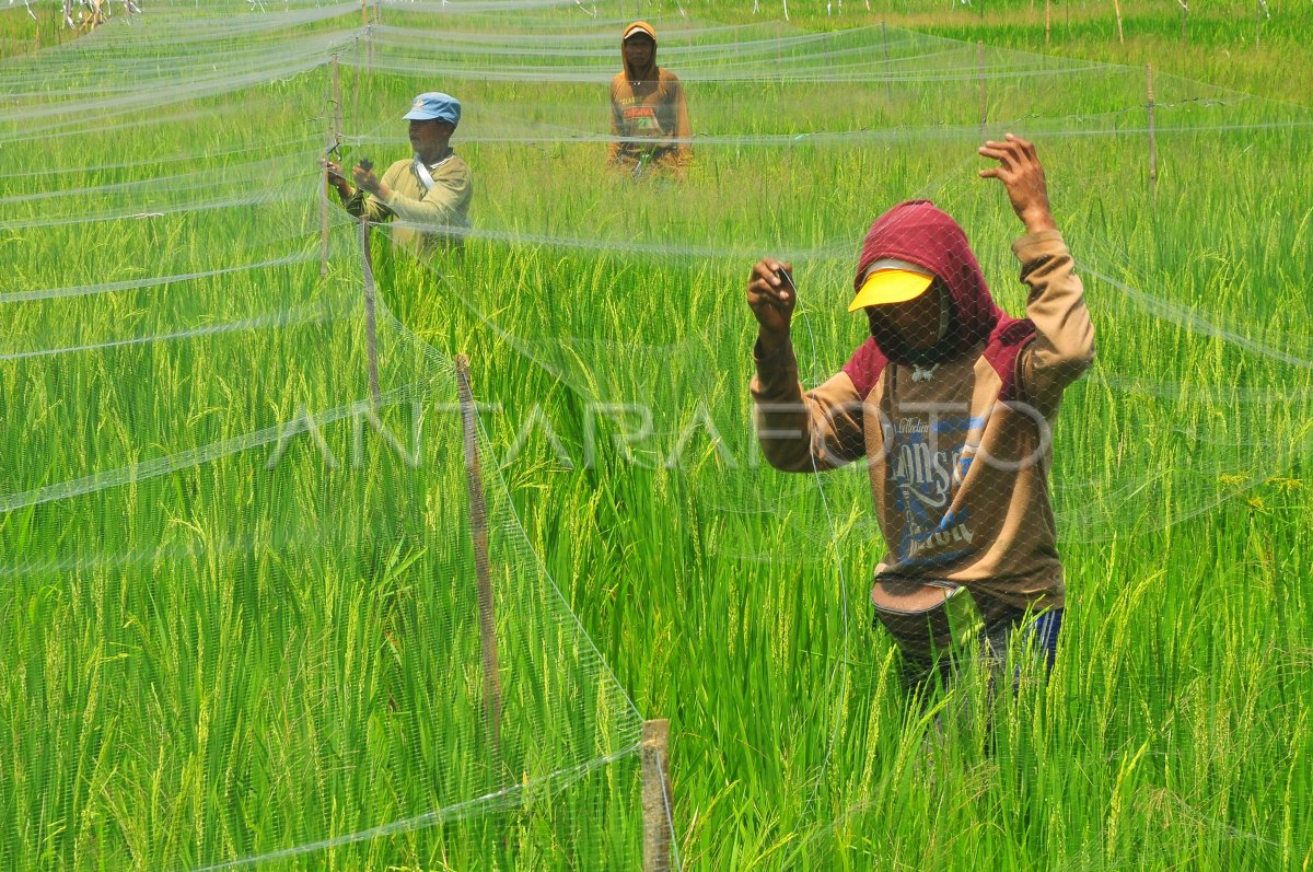 Nilai tukar petani Januari 2024 | ANTARA Foto