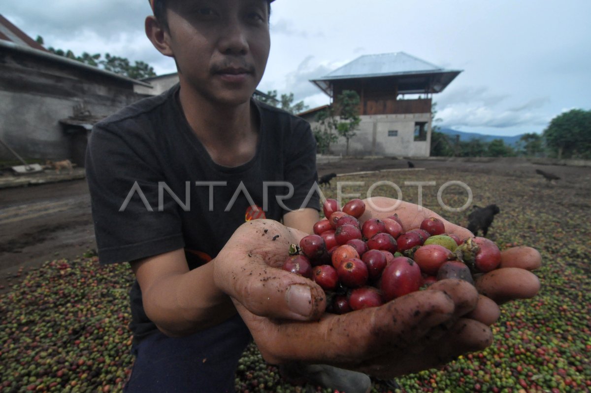 Produksi kopi Bengkulu 2024 | ANTARA Foto