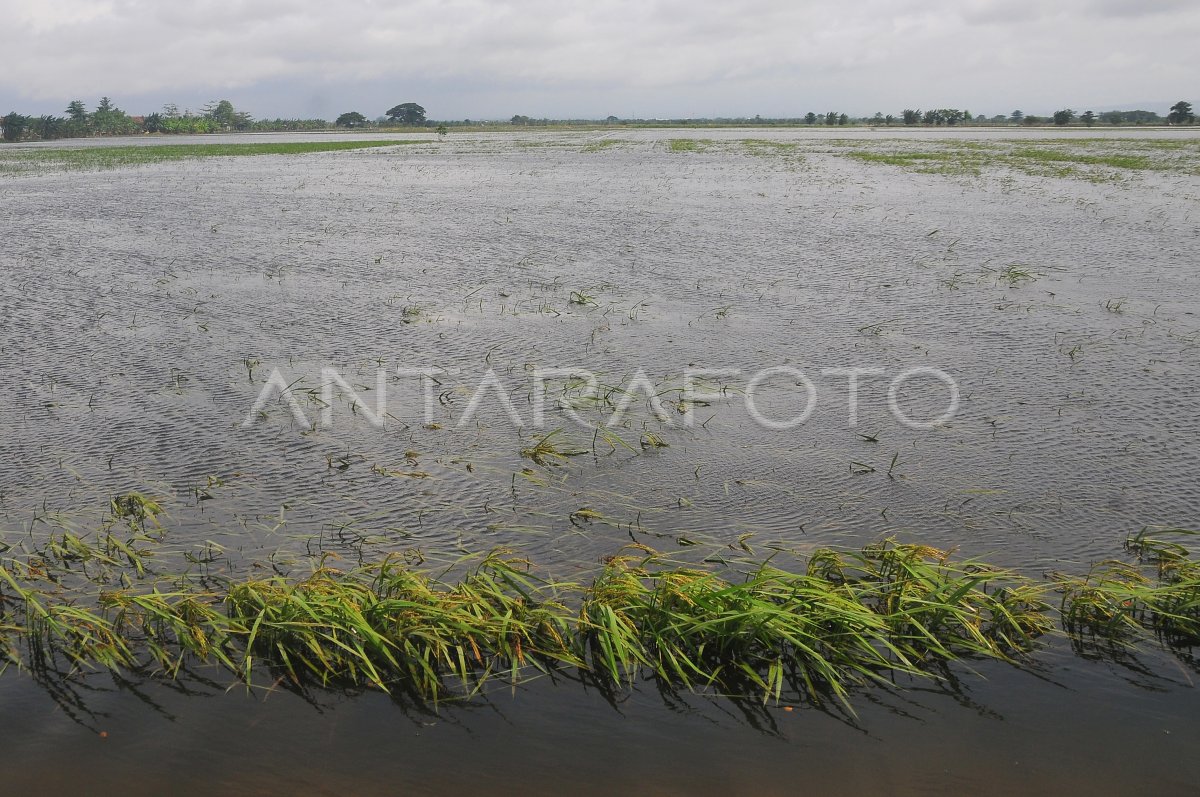 Ratusan hektare tanaman padi puso akibat banjir di Kudus | ANTARA Foto