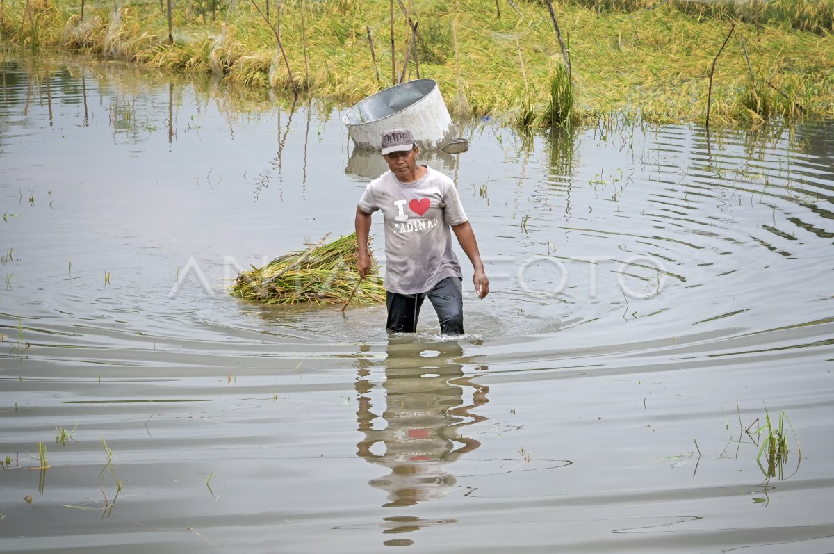 Penurunan produksi padi di NTB | ANTARA Foto Penurunan produksi padi di NTB | ANTARA Foto
